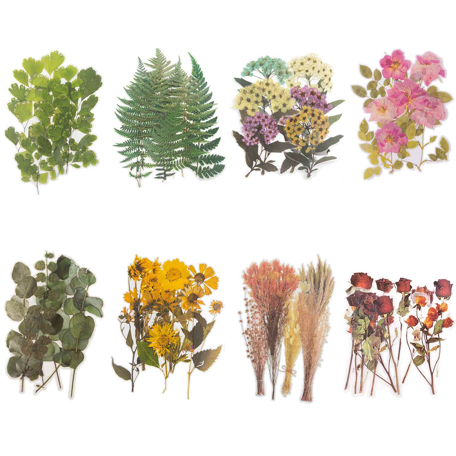 Dried Flower Collection - 6pcs PET Stickers Pack – IEEBEE
